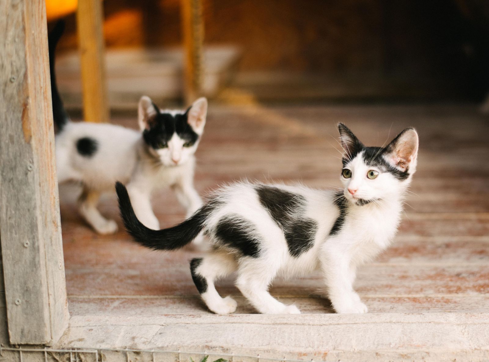 AGVP - Associació Gats de Vilafranca